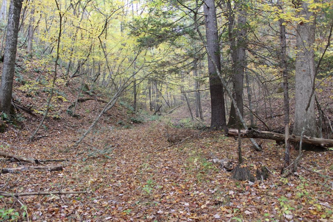 Head Waters, VA - 14.074 acres | Land and Farms Realty