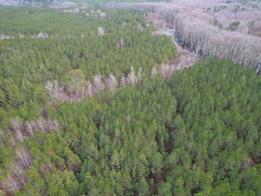 Elberon, VA - 100 acres | Land and Farms Realty