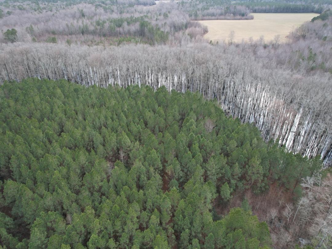 Elberon, VA - 100 acres | Land and Farms Realty