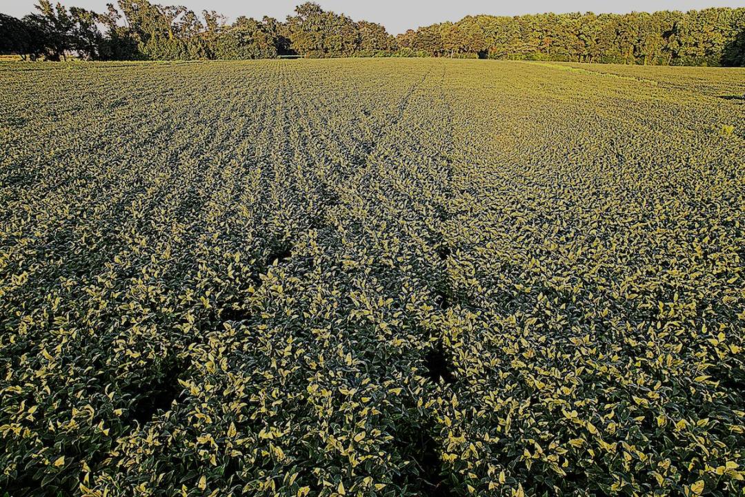 Albertson, NC - 24.17 acres | Land and Farms Realty