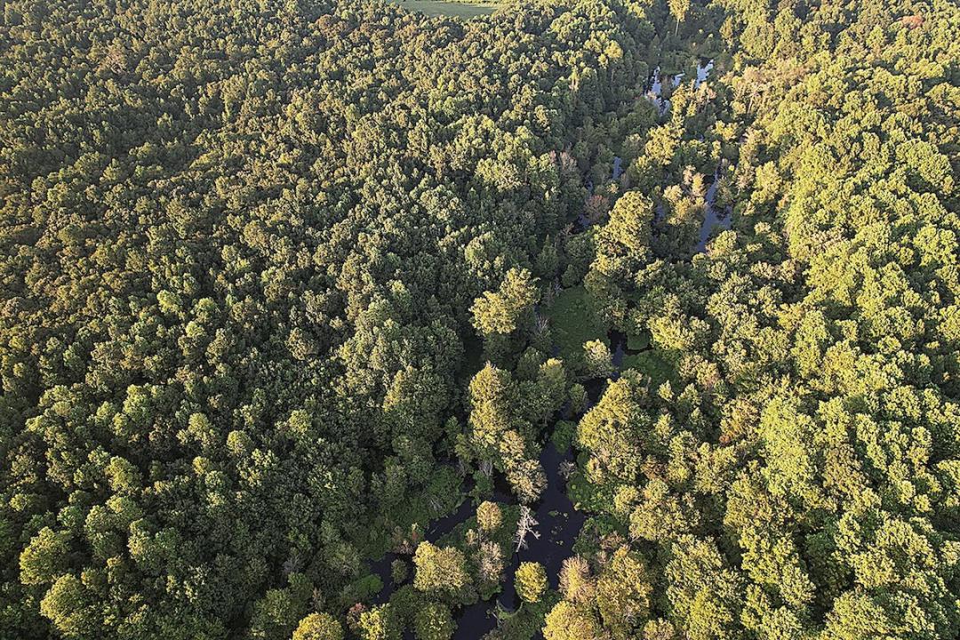 Albertson, NC - 24.17 acres | Land and Farms Realty