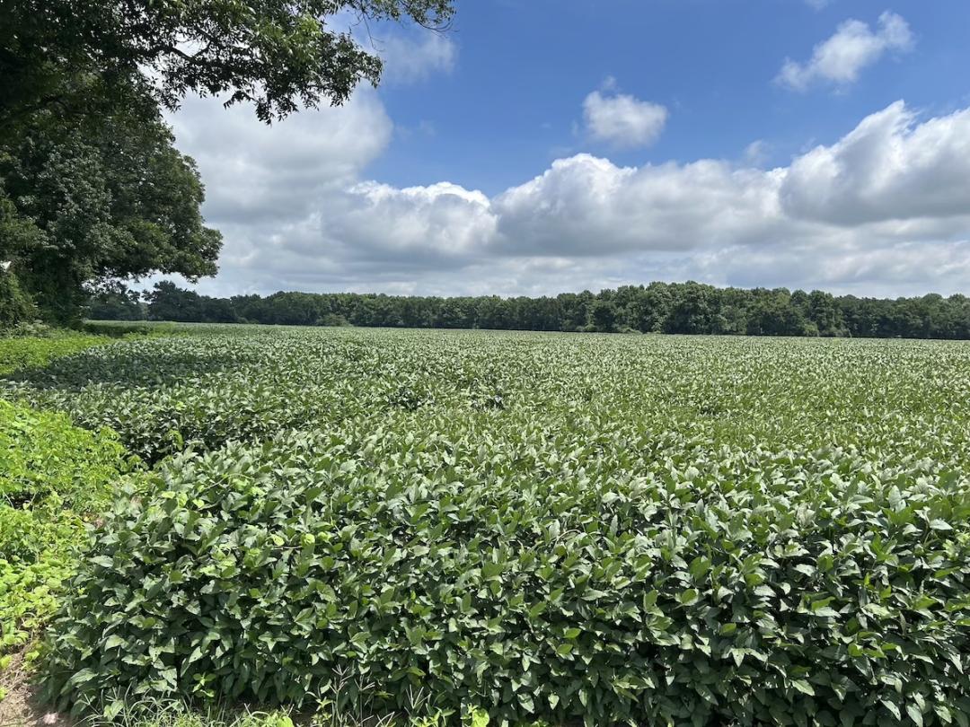 Albertson, NC - 24.17 acres | Land and Farms Realty