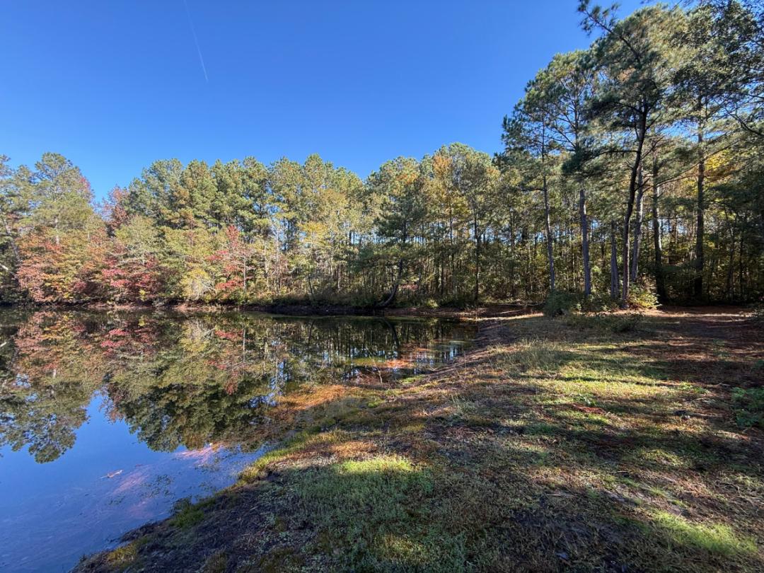 Lumberton, NC - 49 acres | Land and Farms Realty