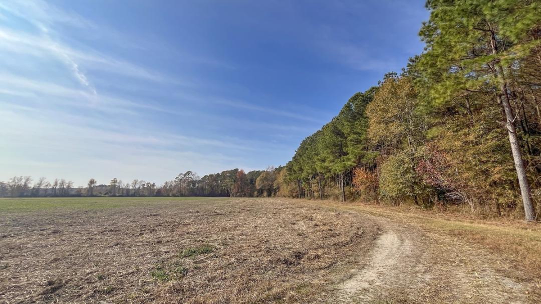 Teachey, NC - 20.3 acres | Land and Farms Realty
